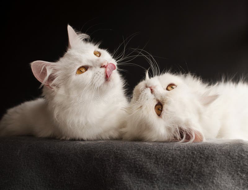 Two white cats stock image. Image of clean, beautiful - 38436831