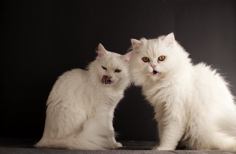 Two white cats stock image. Image of funny, kitten, breed - 38513833