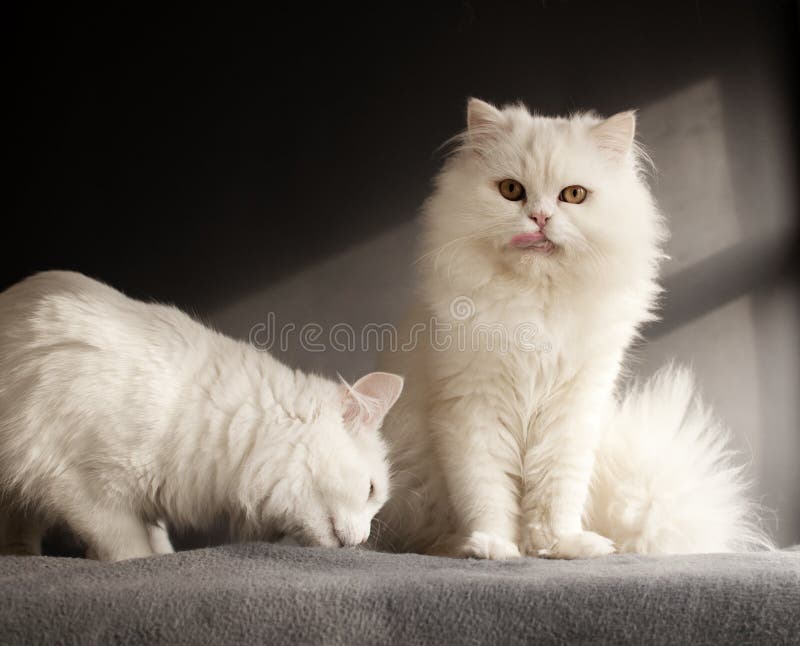 Two white cats stock photo. Image of adorable, beautiful - 38354222