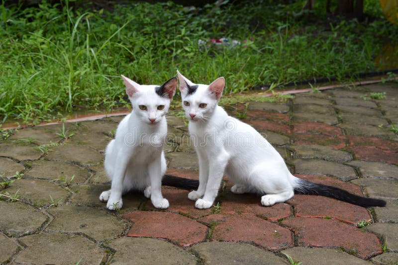 Two white cats sitting stock photo. Image of white, cats - 192301710