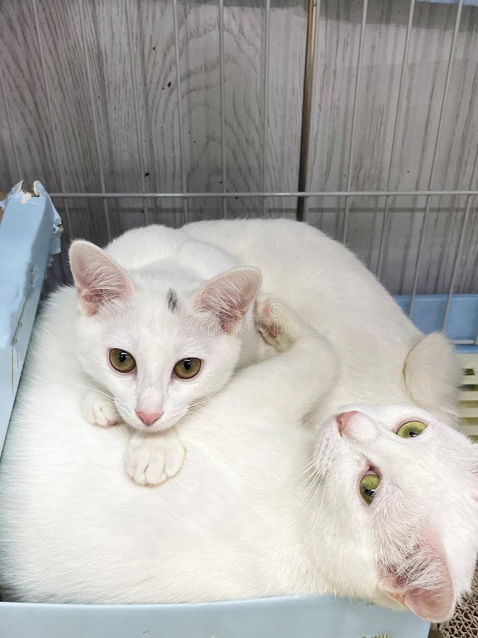 Two White Cats Sleep Together in the Cage Stock Image - Image of lovely ...