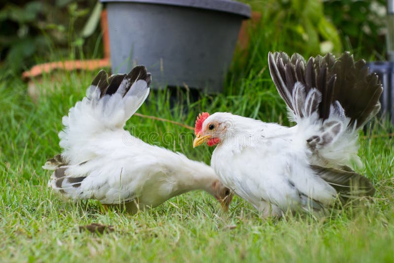 Two white chicken stock image. Image of crowing, profile - 45411617