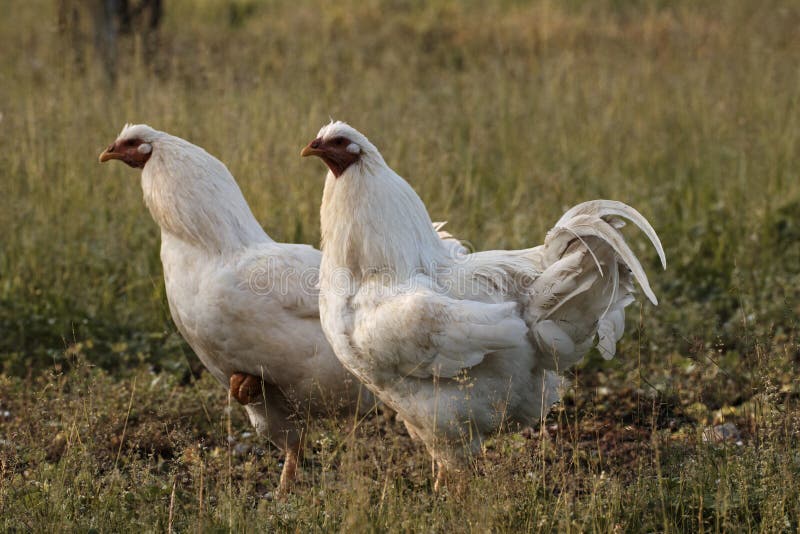 Two white Chicken in Pose stock photo. Image of white - 13176830