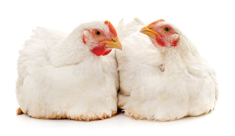 Two White Chickens Standing in Barn Stock Photo - Image of chickens ...
