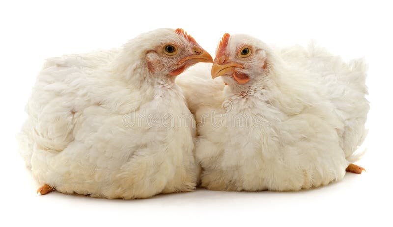 2,668 White Male Chickens Stock Photos - Free & Royalty-Free Stock ...