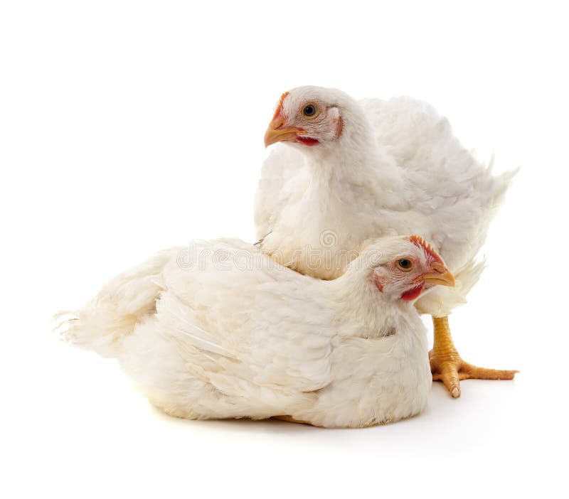 Two White Chickens Standing in Barn Stock Photo - Image of chickens ...