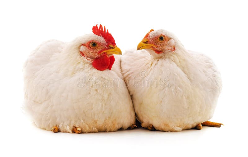Two White Chickens Standing in Barn Stock Photo - Image of chickens ...