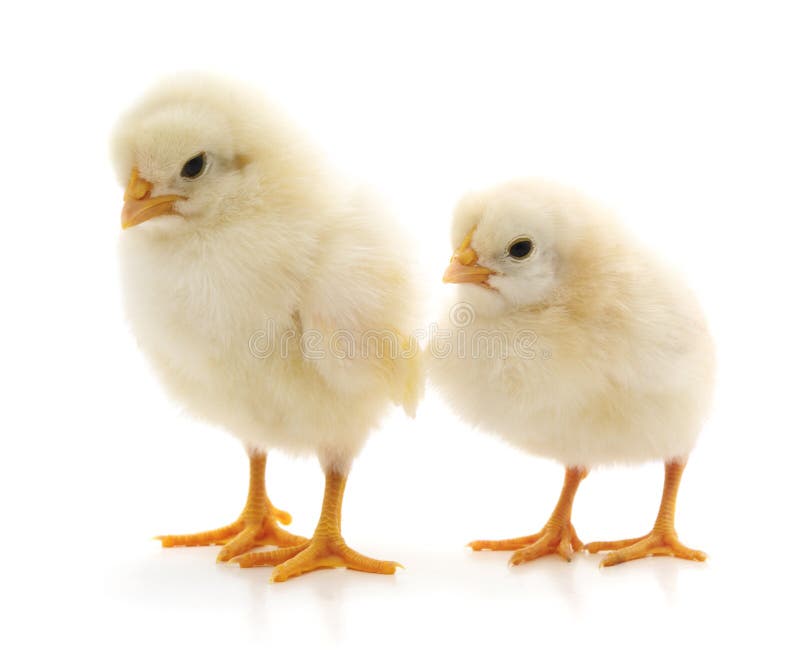 Two Baby Chicks Isolated on White Stock Image - Image of together ...