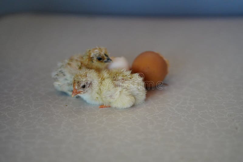 Two White Chicks are Hatching from Their Eggs, with Their Eggshells ...