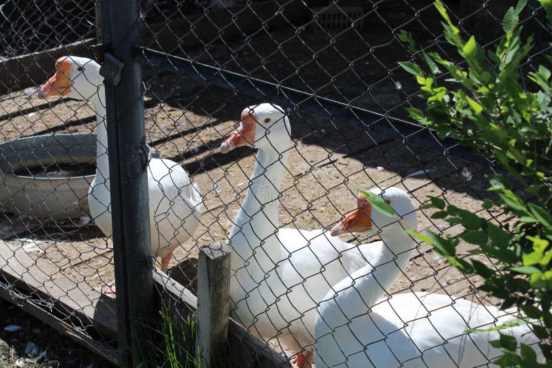 Two White Chinese Goose Behind an Iron Fence Net Stock Image - Image of ...