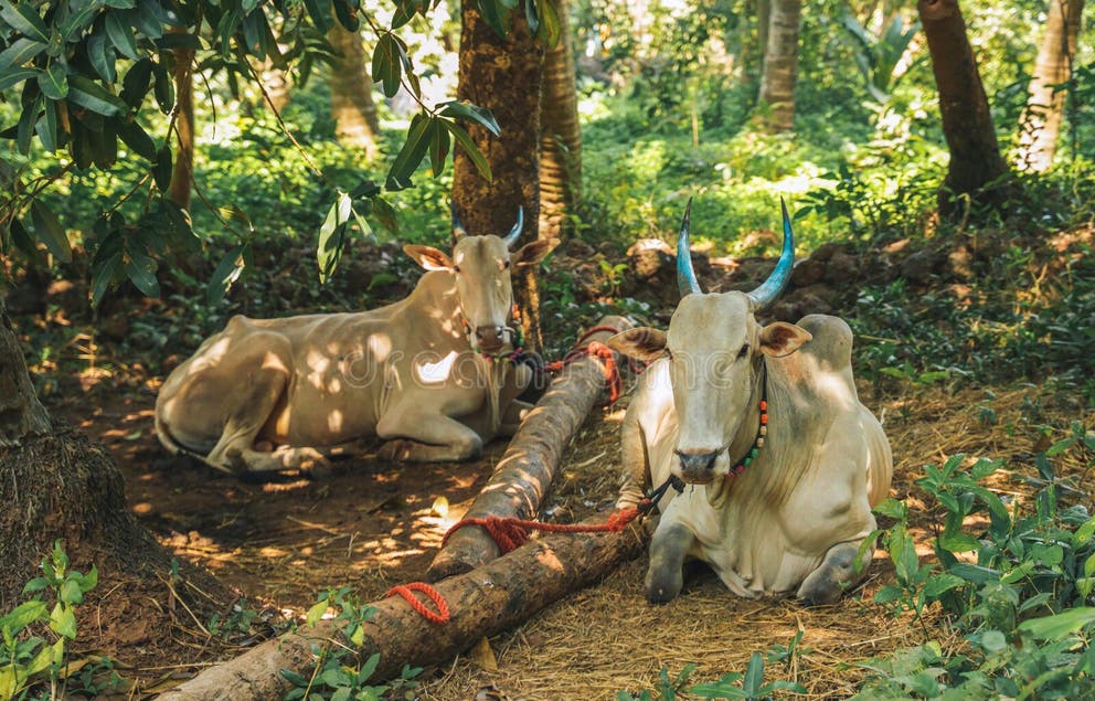 Two White Cows are Lying on the Ground Under the Shade of a Tree Stock ...