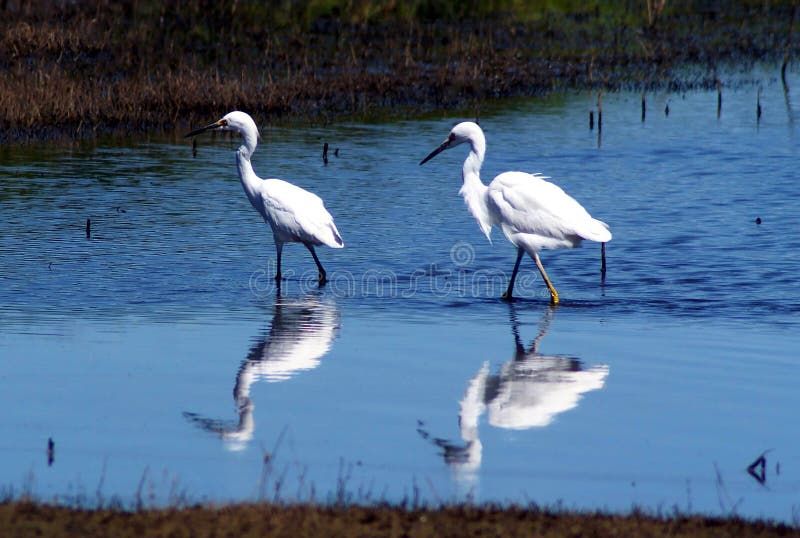 Two white cranes at Delta stock image. Image of cranes - 308611823