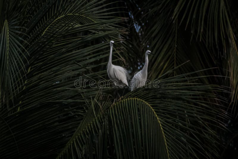 Two White Cranes Sitting on a Coconut Tree Stock Photo - Image of ...
