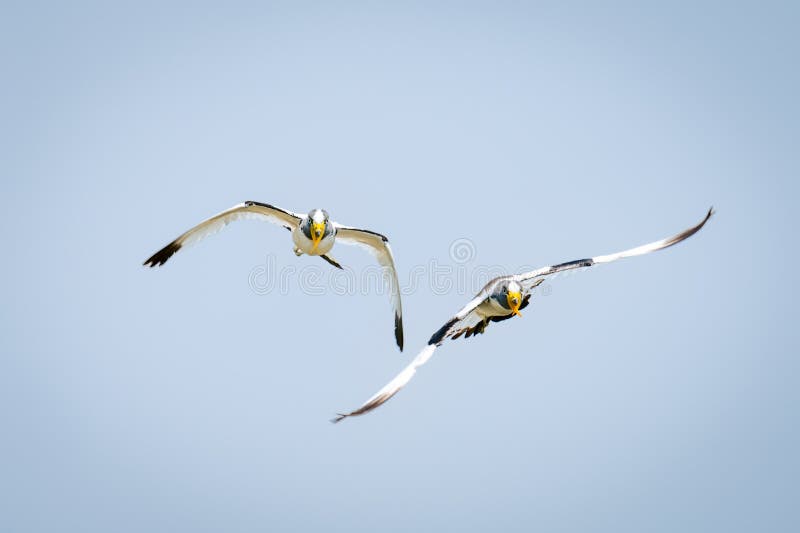 Two White-crowned Lapwings Fly through Clear Sky Stock Image - Image of ...