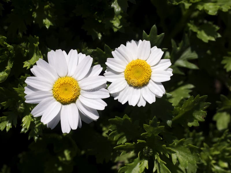 Two white daisies stock photo. Image of summer, daisy - 108463788