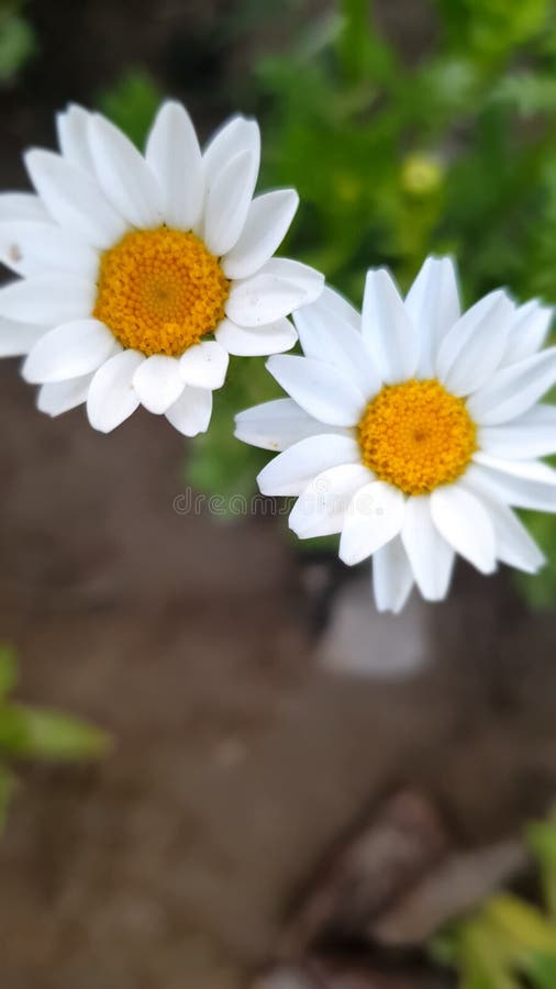 Two White Daisy Flower in the Garden. Stock Image - Image of wildflower ...