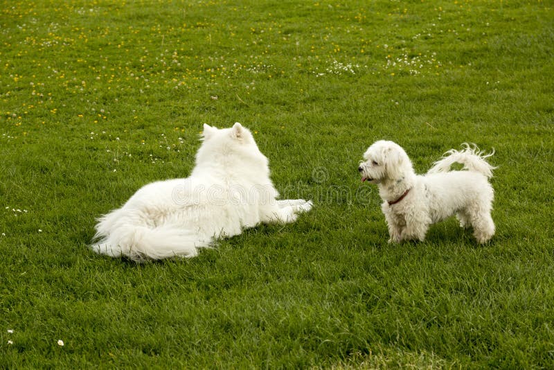Two white dogs stock photo. Image of looking, sitting - 93404558