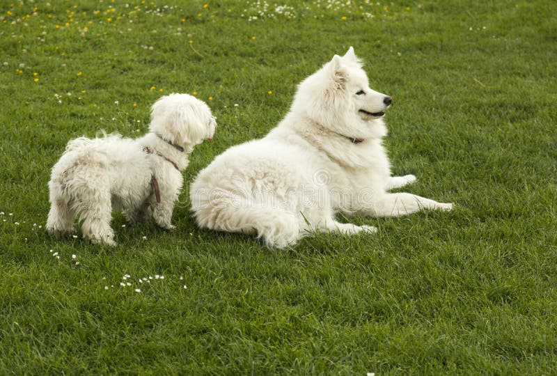 Two white dogs stock image. Image of horizontal, domestic - 93404563
