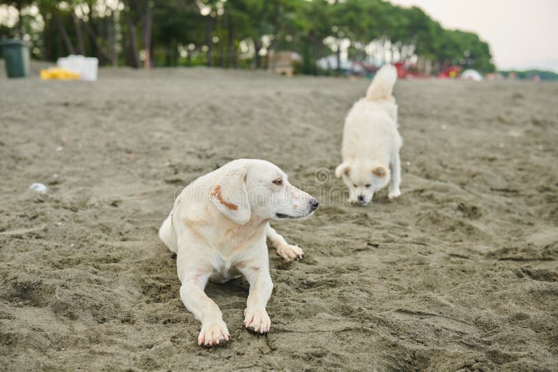 Two White Dogs Playing on the Beach Stock Image - Image of beautiful ...