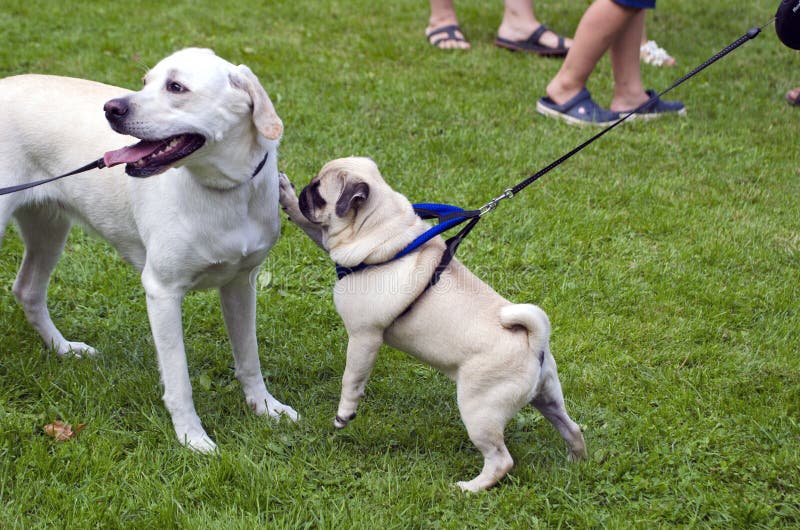 Two white dogs playing stock photo. Image of canine, exercise - 77398304