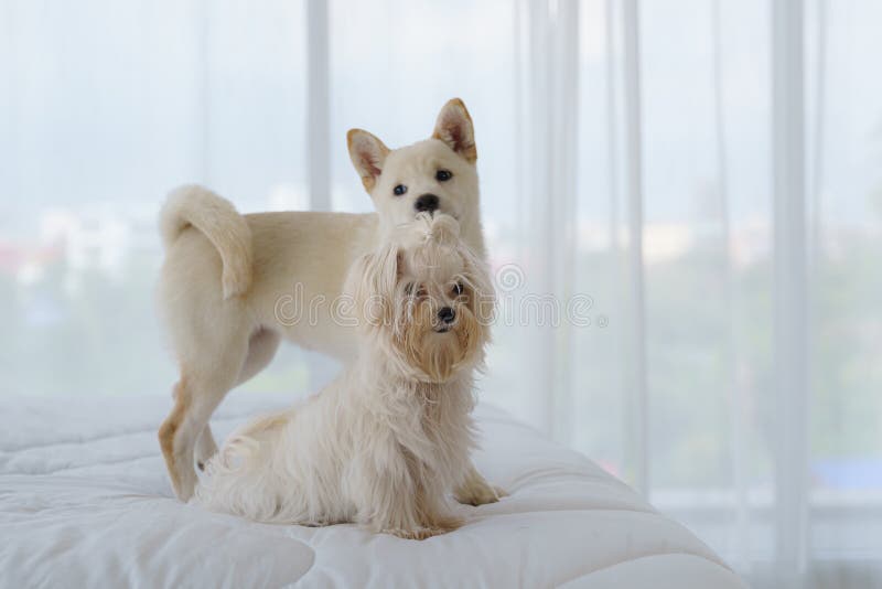 Two White Dogs Playing Together on Bed Stock Photo - Image of domestic ...
