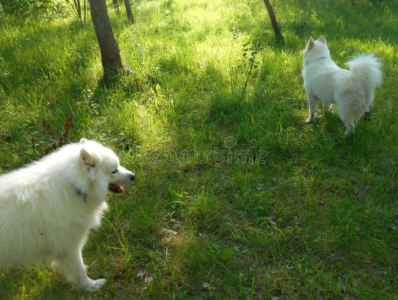 Two White Dogs in Summer Park Stock Image - Image of dogs, park: 94474737