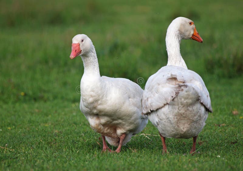 Two White Domestic Geese on Lawn Stock Image - Image of animal, gaggle ...