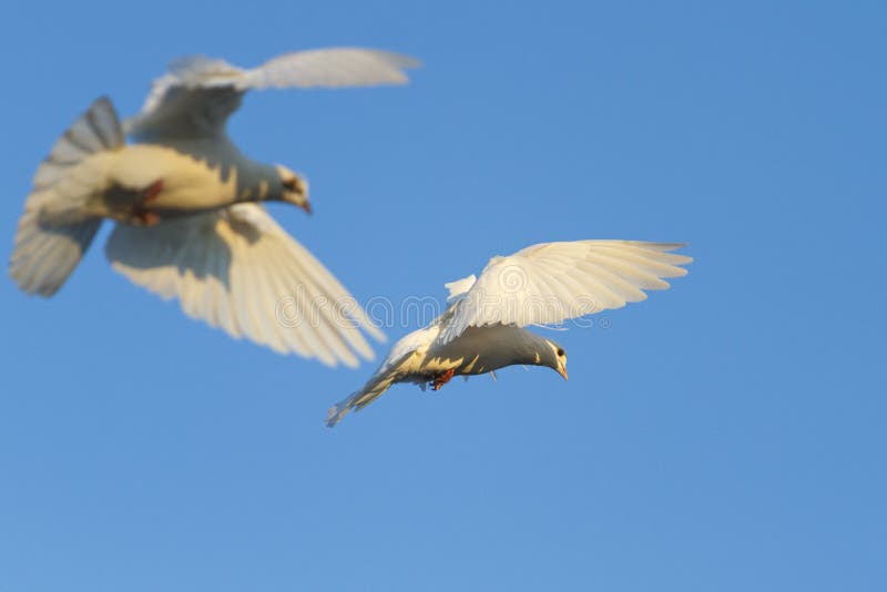 Two White Doves on a Blue Sky Stock Photo - Image of dove, christianity ...