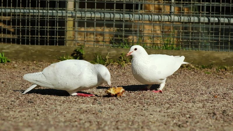 Two White Doves Enjoy a Snack Together on a Sunny Day in the Park Stock ...