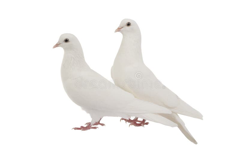 Two White Doves Isolated on White Background Stock Photo - Image of ...