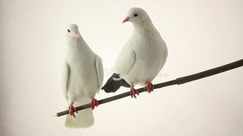 Two White Doves in Flight with Soft Pink Clouds in the Background Stock ...