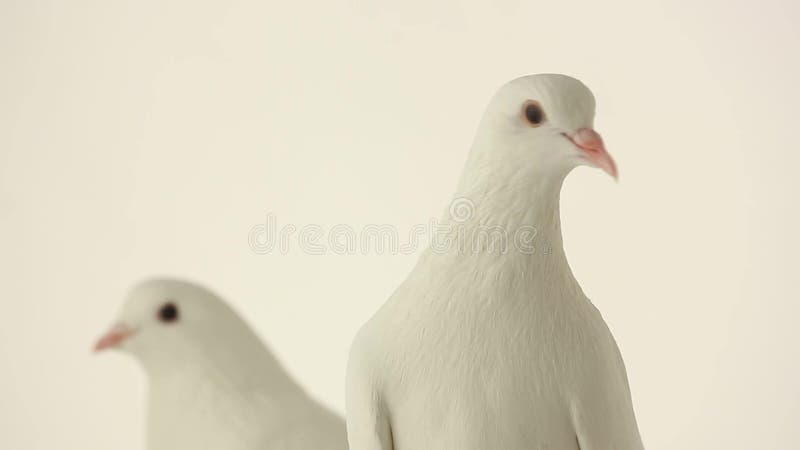 Two White Doves in Flight with Soft Pink Clouds in the Background Stock ...