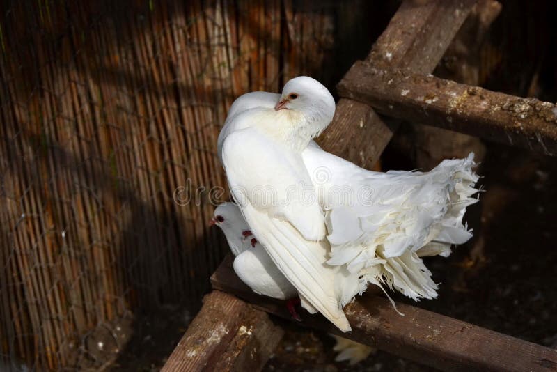 Two doves mating in spring stock image. Image of courtship - 145996517