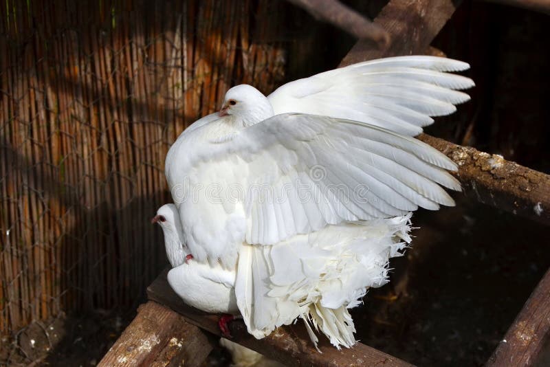 Two doves mating in spring stock image. Image of courtship - 145996517