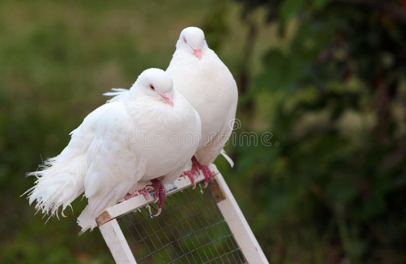 Two White Doves stock image. Image of noah, pigeon, love - 1774057
