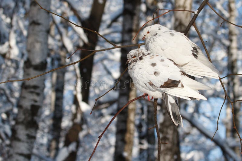 Two White Doves Were Frozen on a Branch Stock Image - Image of nature ...