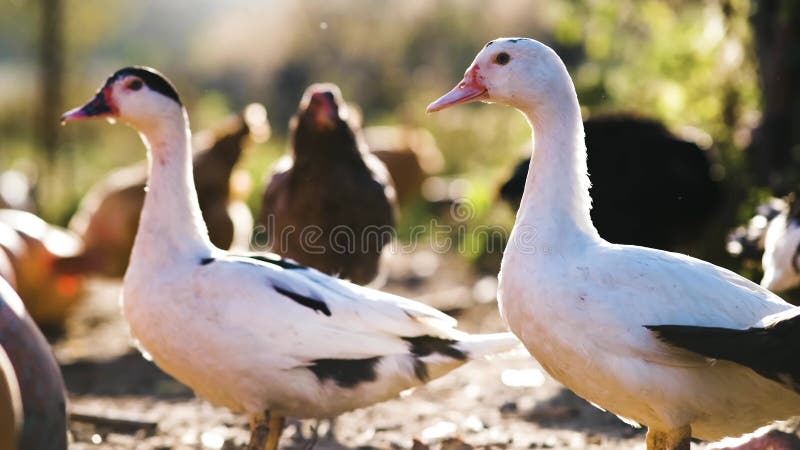 Two White Ducks with Black Markings, One in Sharp Focus, on a Farm ...
