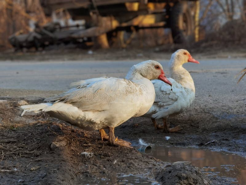 Ducks Standing on a Jetty on the Lake Stock Photo - Image of shore ...