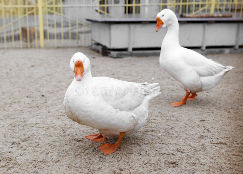 Two White Ducks Standing in a Sandy Area Stock Photo - Image of sandy ...