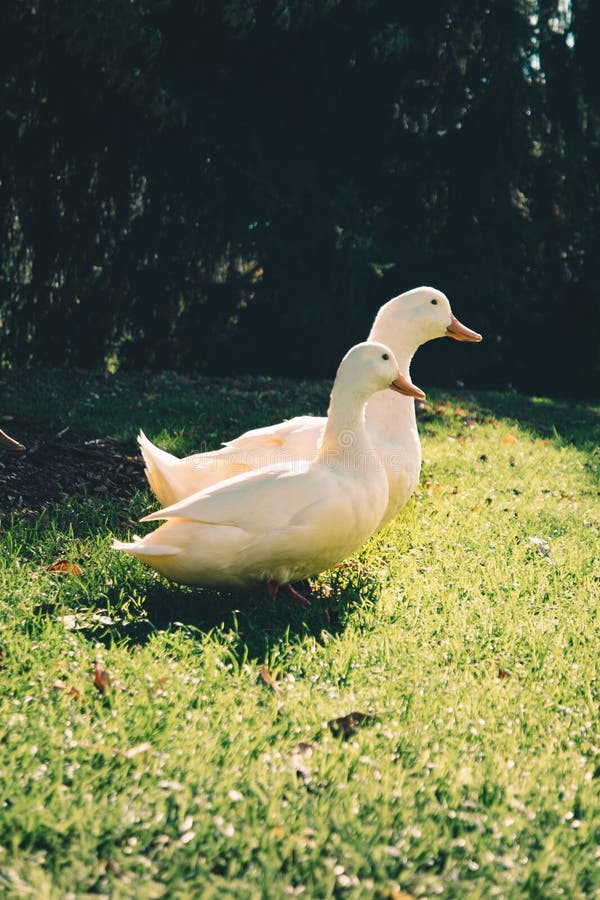 Two White Ducks Standing Side-by-side in a Sunny, Open Field. Stock ...