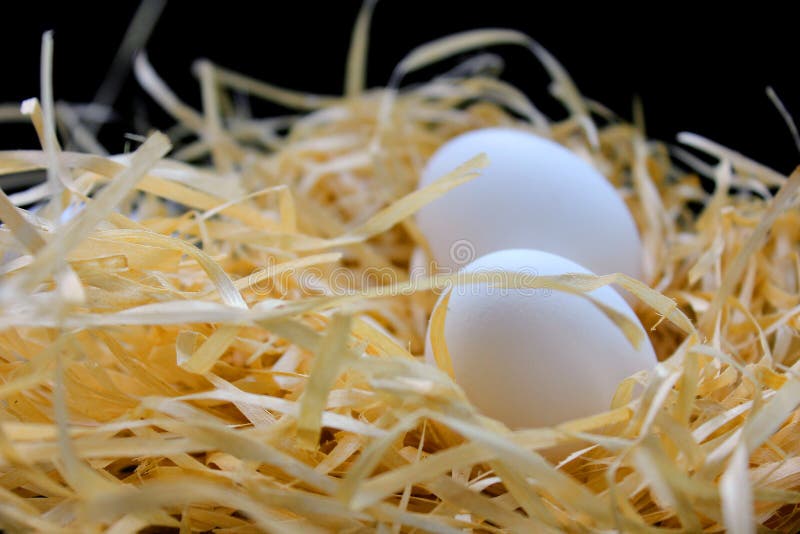 Two white eggs stock photo. Image of three, white, bird - 129257582