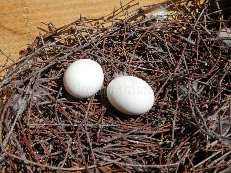 Two white eggs in nest stock photo. Image of brown, birds - 102801796