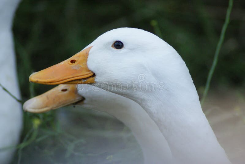 Two White Embden Geese in Profile Stock Image - Image of calm, goose ...
