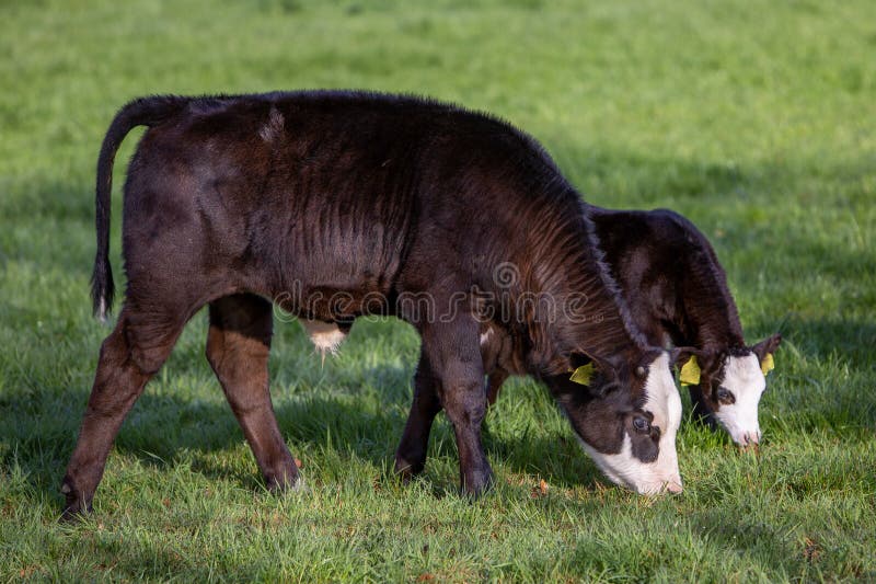 Two White Faced Calves Graze in Green Grassy Spring Meadow Stock Image ...