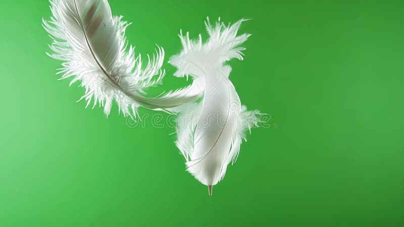 Two White Feathers Falling Down on Green Screen Background Stock ...