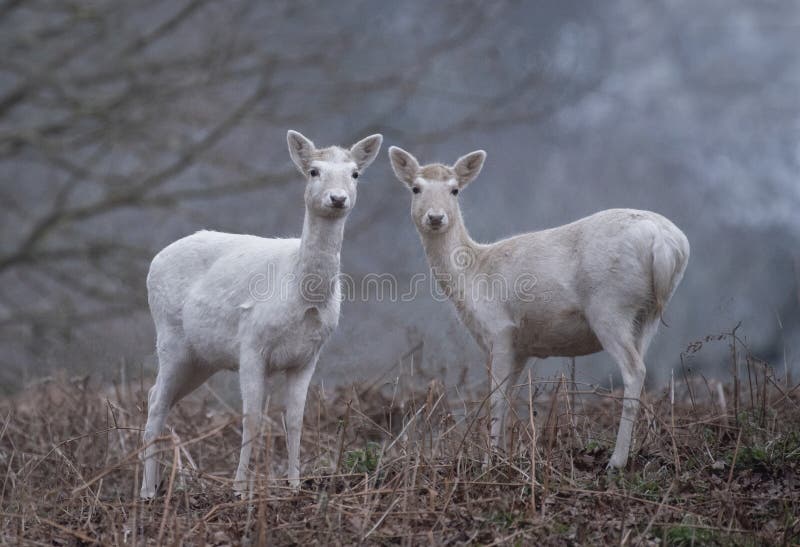 Two White Female Deer in the Bracken Stock Photo - Image of female ...
