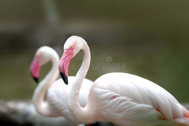 Two white Flamingos stock image. Image of beautiful, nature - 97909671