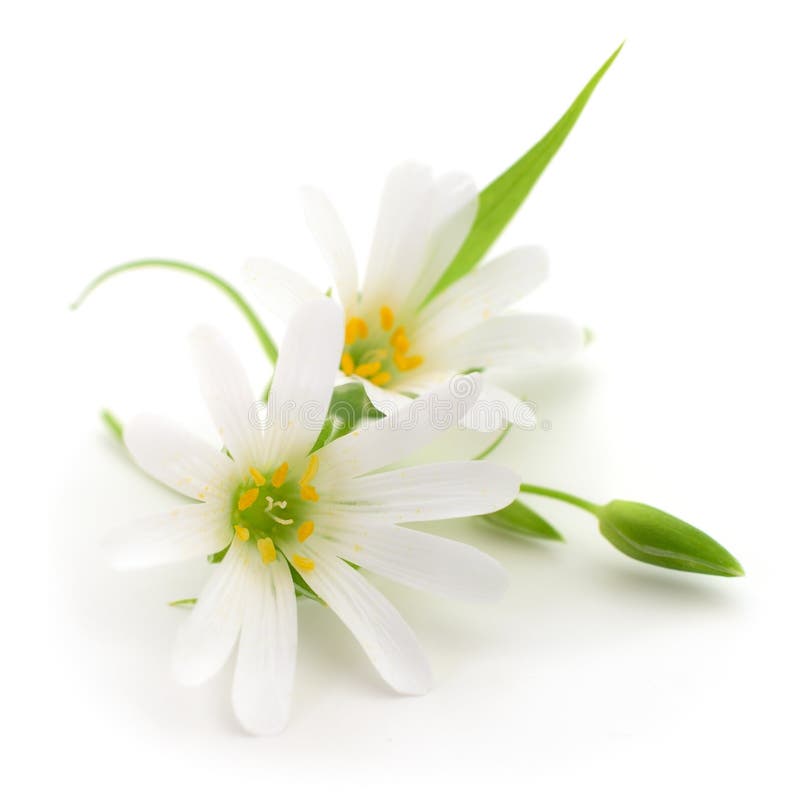 Two white flowers stock photo. Image of studio, isolated - 190818554