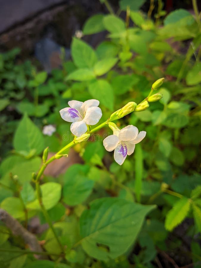 Two White Flowers, Turning in Opposite Directions Stock Photo - Image ...