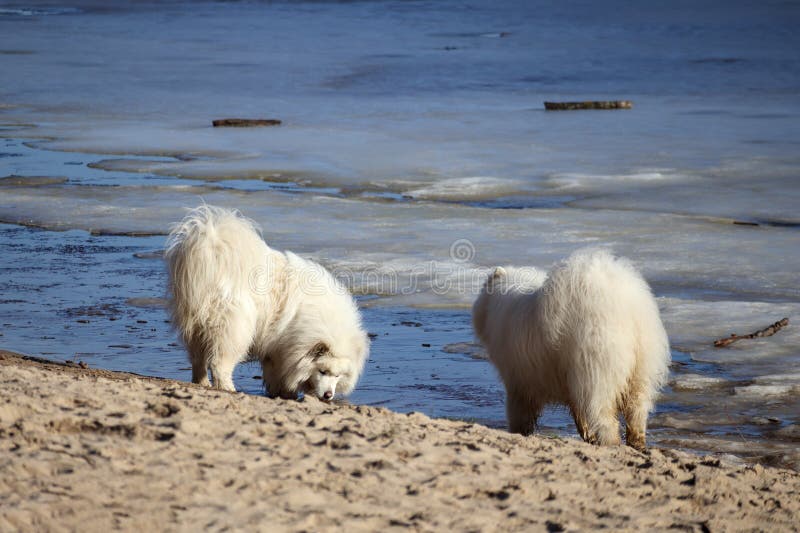 .two White Fluffy Dogs by the Sea, One of Them is Digging Something in ...
